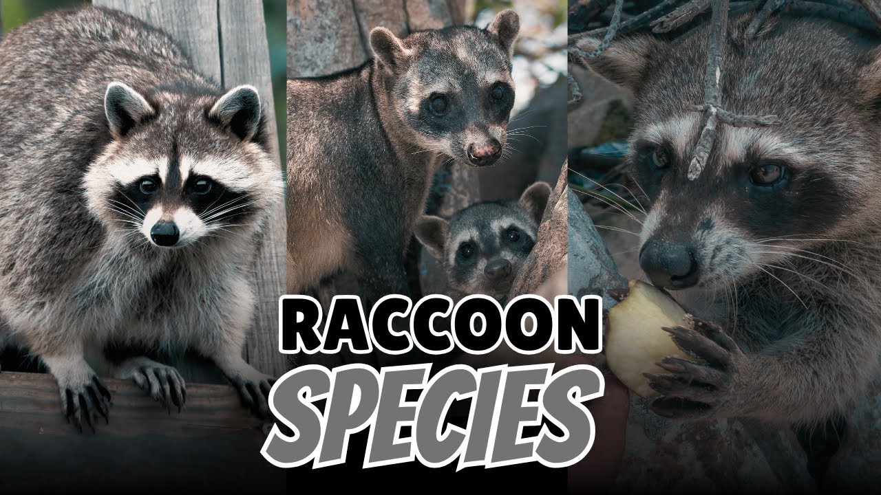 All 3 Raccoon Species (Mapped Across The Americas)