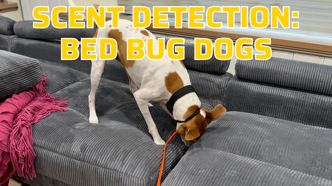 Scent Detection: Bed Bug Dogs