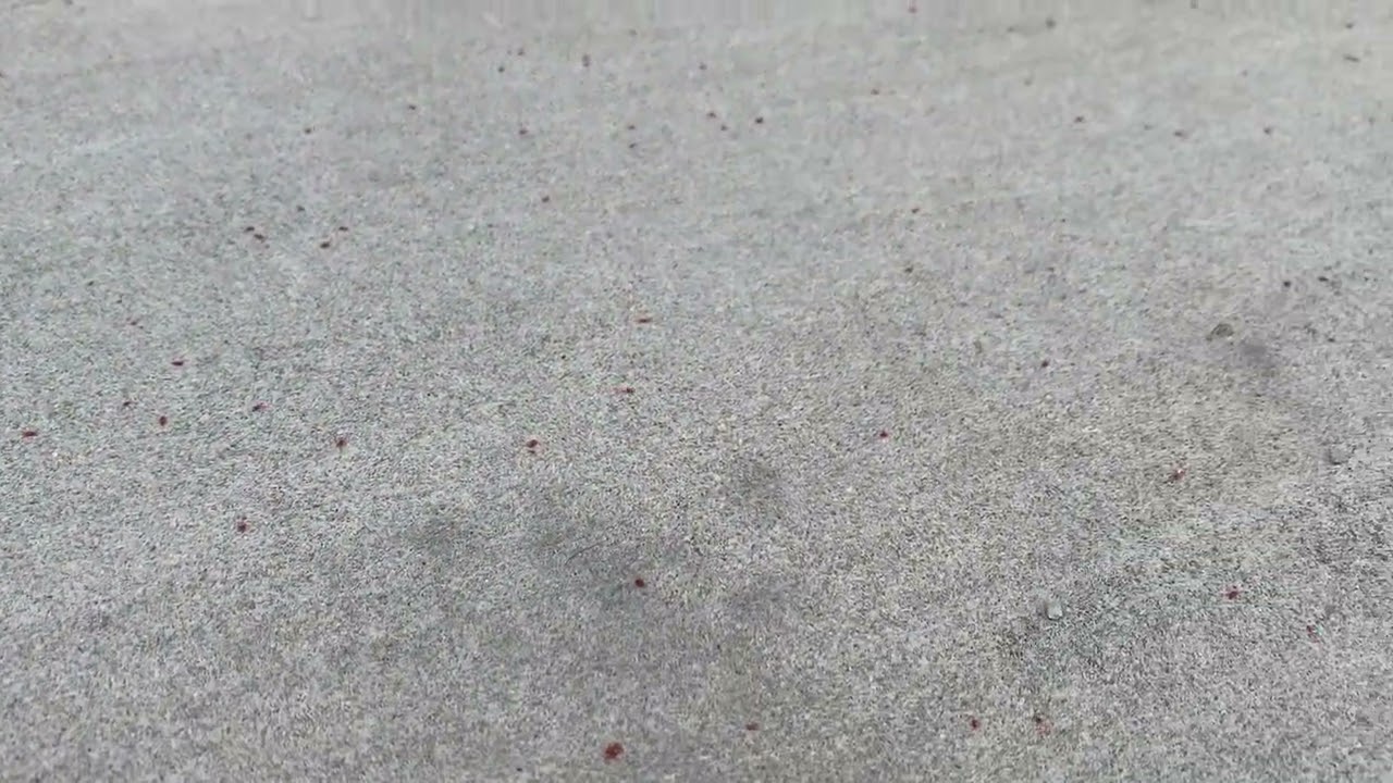Clover Mites Infest Patio