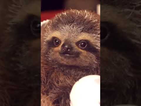 Adorable Baby Sloth Gifts Flower to Human! #Sloths #Shorts