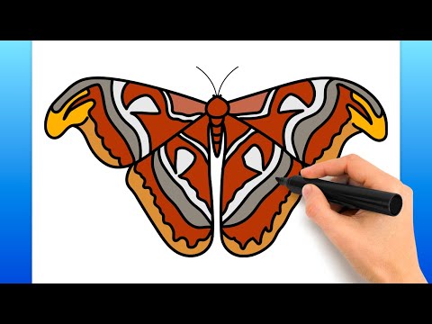 Moth Drawing Step by Step Tutorial – I'm Youtuber – Follow my videos to learn how to draw