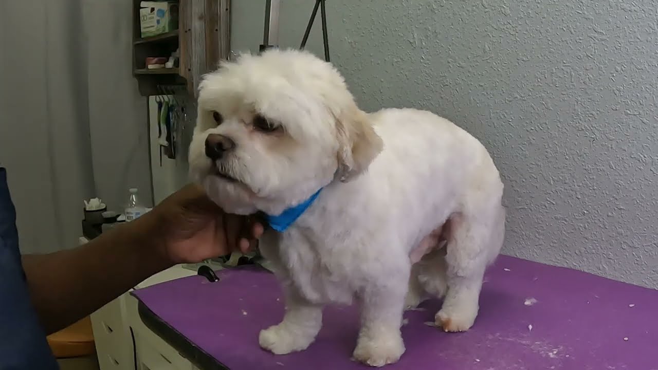 Newton PeekaPoo (Pekingese Poodle Mix) Custom Groom