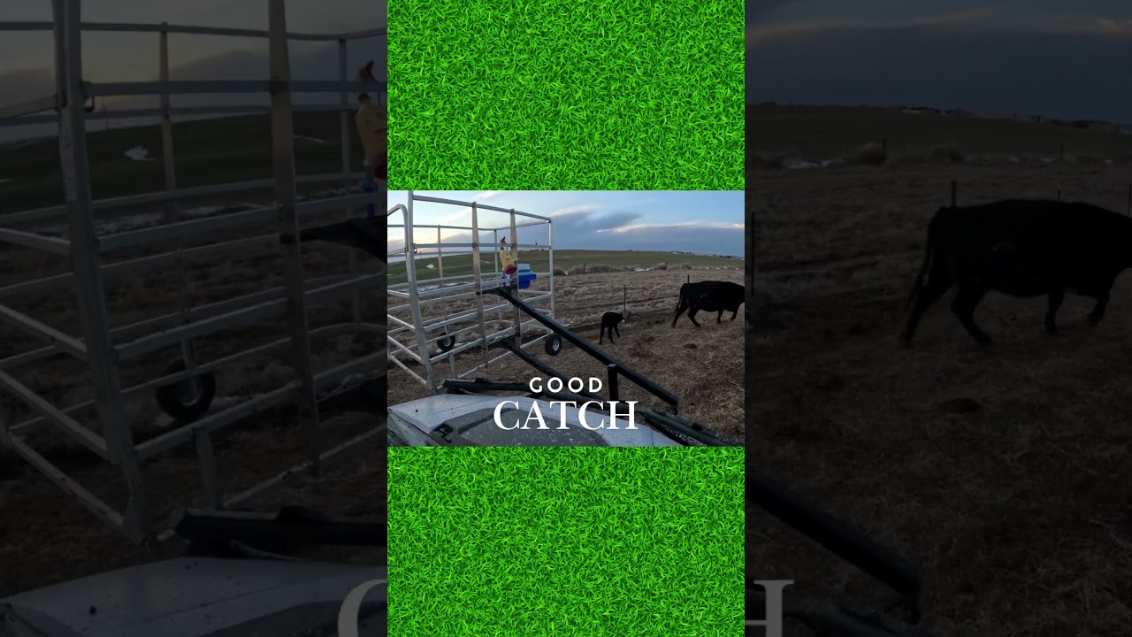 Good Catch with fast catch #calfcatcher. #cage raises and lowers making it easy to #catch #calves