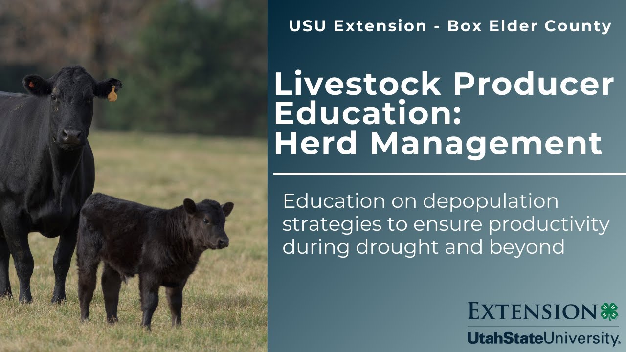 Livestock Producer Series: Herd Management