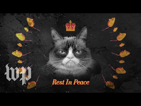 R.I.P. Grumpy Cat: Remembering the life and legacy of the most meme-able feline