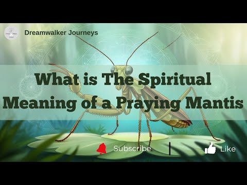 What is The Spiritual Meaning of a Praying Mantis | Praying Mantis Meaning