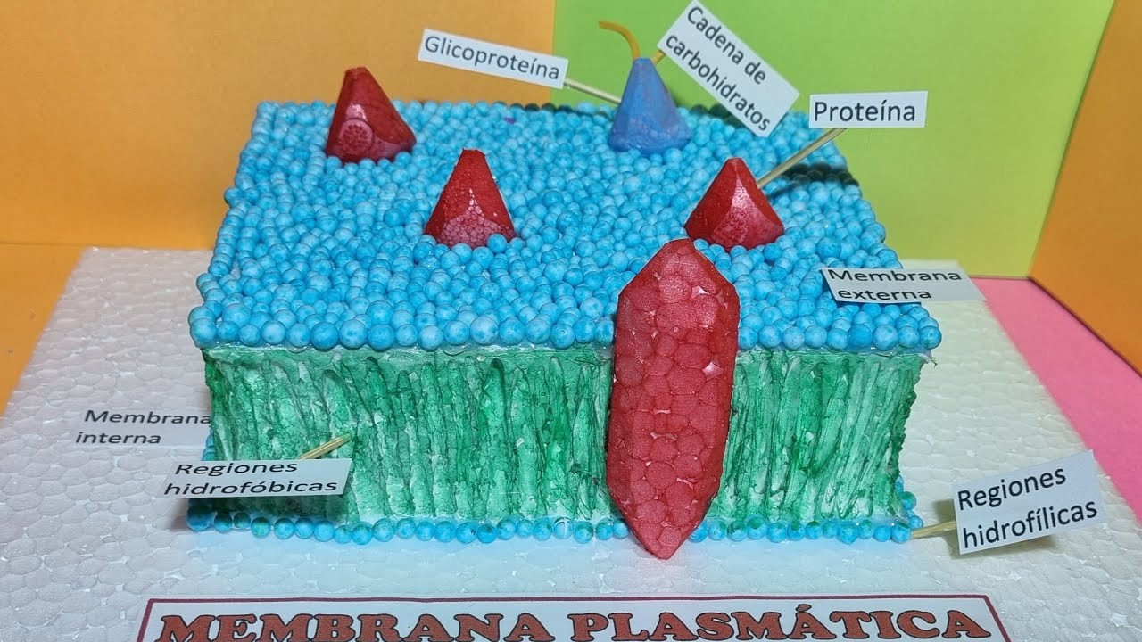 Membrana plasmática maqueta