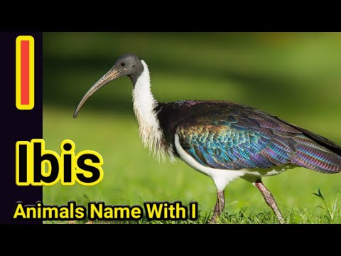 learn animals name for toddlers | Animals name start with i | Animals names start with Letter i