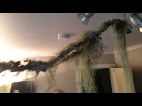 Old man's beard lichen,Usnea. Found in deep forrests of south Norway.