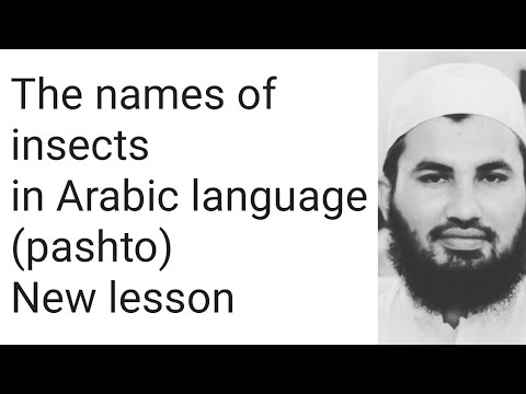 The names of insects in Arabic language ||how to learn arabic/complete Arabic (new lesson)