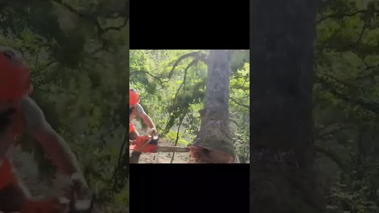 Large oak tree is going down🪓💪
