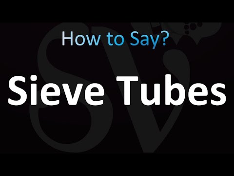 How to Pronounce Sieve Tubes (Correctly!)