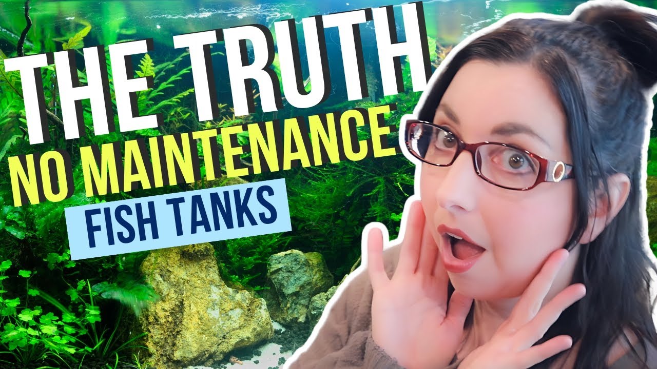 Self Sustaining Ecosystem in Your Aquarium  🐠 No Maintenance Fish Tanks