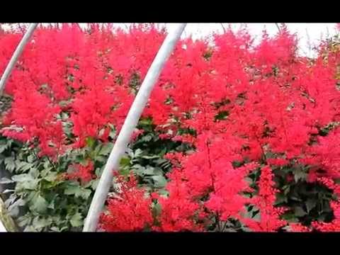 Best Perennials - Astilbe Spinell (False Spirea)