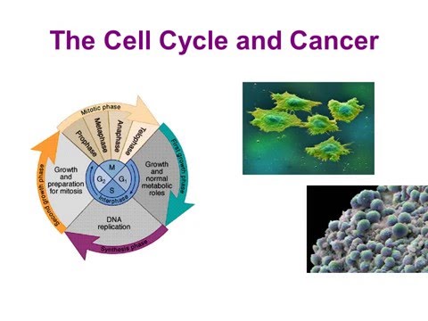 The Cell Cycle and Cancer