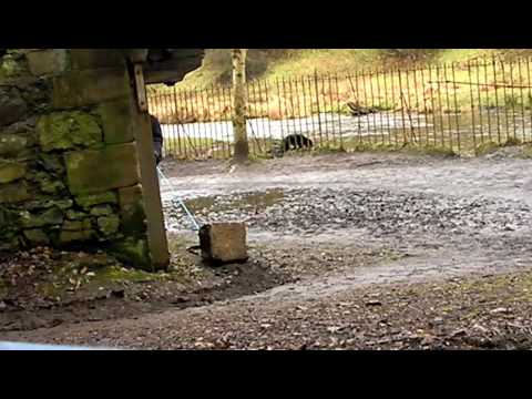 Dragging Rock pt 2 – gordon douglas