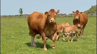 Cattle for Sale & Wanted | Border Livestock Exchange