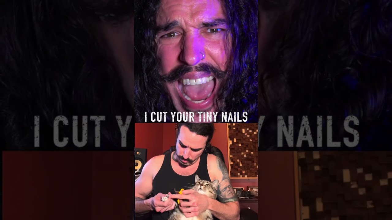 I wrote a song called “toe beans” feat my cat #toebeans #shorts #cutecat #metalhead