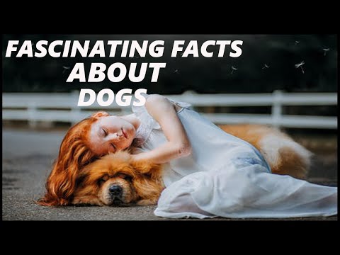 50 Fascinating Facts About Dogs | Animal Globe