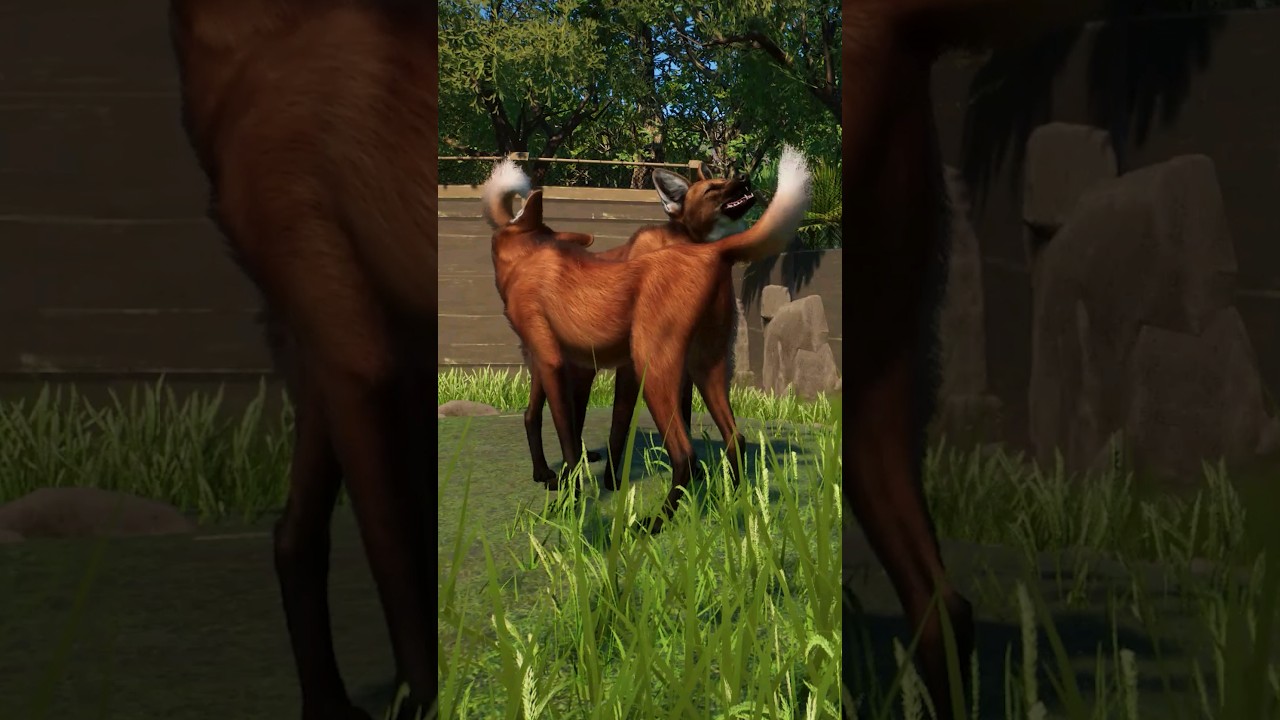 ADORABLE Maned Wolf Encounter 🥹🦊 | Planet Zoo Moment