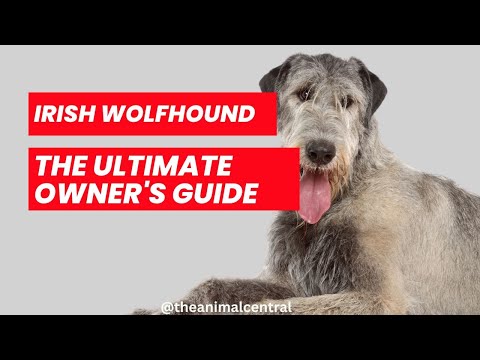 Irish Wolfhound 101: The Ultimate Owner's Guide
