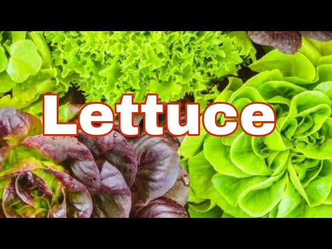 LETTUCE | Lettuce varieties | Origin | Facts