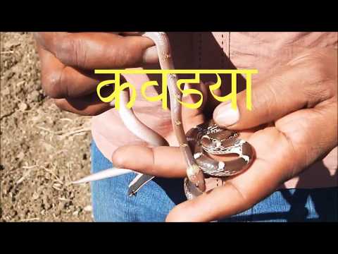 Common Wolf Snake (कवड्या) in a india. information in a marathi (sarp mitra, सर्प मित्र)
