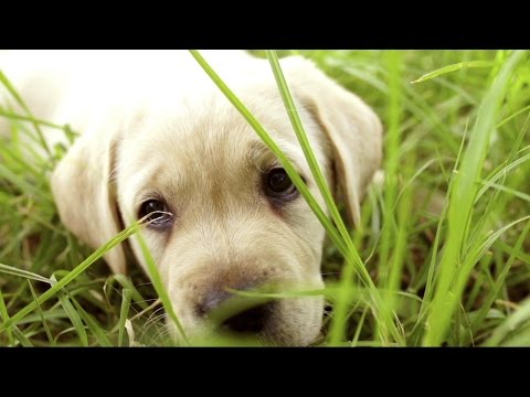 American Kennel Club Lists Most Popular Dog Breeds