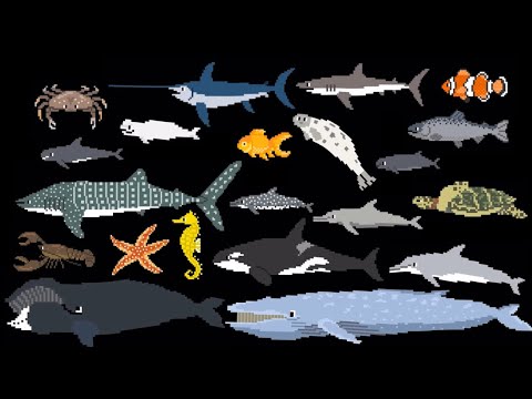 My favorite sea animals | porpoises, dolphins, and whales| @TheKidsPictureShow