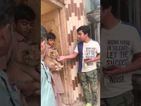 Waleed bhi Sw pet house with lion leo๐ณ๐ณ