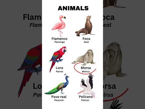 Learn Spanish Vocab - Animals