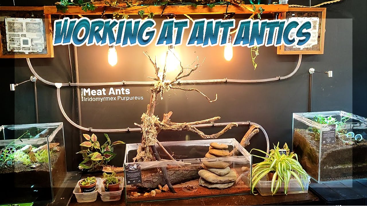Working at ANT ANTICS!!! #ants #antkeeping