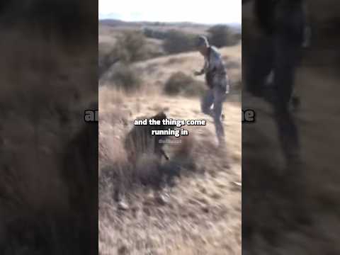 Joe Rogan: How to properly hunt Javelinas