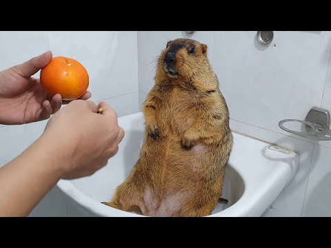 vitamin c supplement for marmot