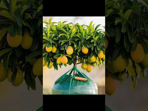 Grow Your Mango Tree 10 Times Faster in Just 2 Weeks!