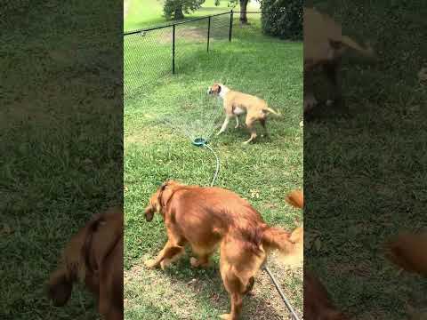 Just dogs having fun on a hot day!