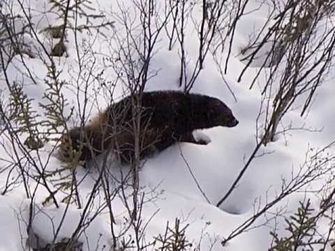 Wild Tales - On the trail of the wolverine