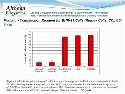 Altogen Biosystems BHK-21 Transfection Reagent