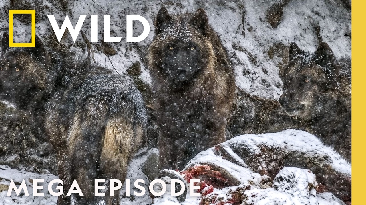 Following Wild Wolf Packs | Yellowstone Wolf Dynasty MEGA Episode | Nat Geo Animals