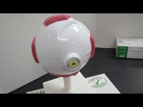 AP1 Lab Eye Model Demo