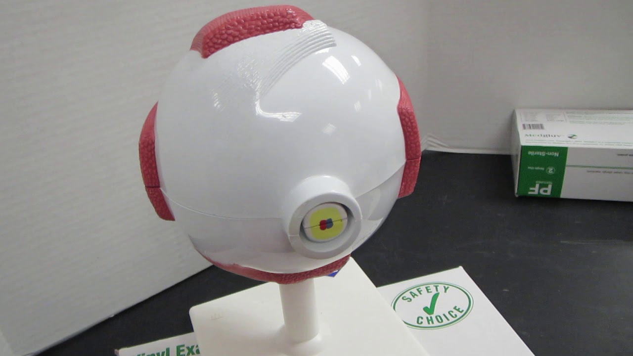 AP1 Lab Eye Model Demo