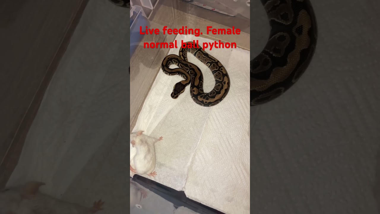 Ball python live feeding #ballpythonsnake #reptile #snake #python #livefeeding #ballpython