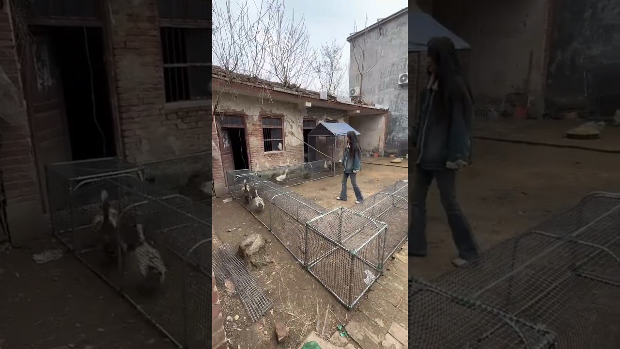 Innovative Poultry Farming Idea 🐔🔥 #chicken #villagelife #pets