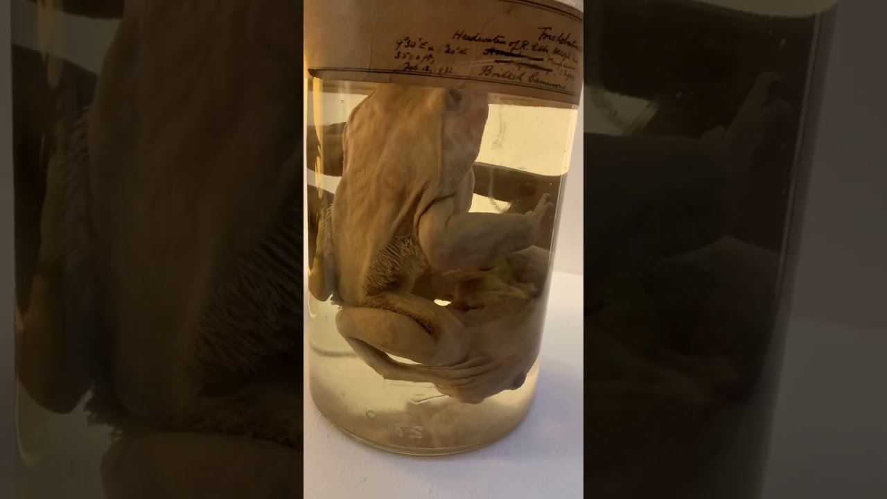 The Horror Frog (and why it’s so horrible)