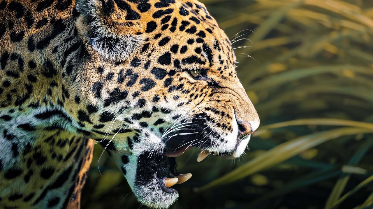 JAGUARS: The King Predators Of The Jungle | 4K