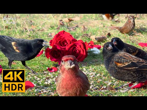 Cat TV for Cats to Watch π»π¦ββ¬ Happy Birds with Valentine's Day Treats πΉ 4K HDR Cat Games