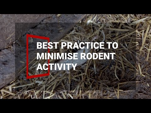 Rodent control on farms: Best practice to minimise activity