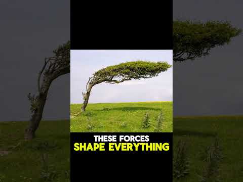 Where Trees Can't Grow Straight
