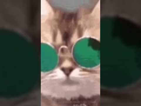 #memes #funny #viral #youtubeshorts #cute #gifs #ytshorts #cat #shorts