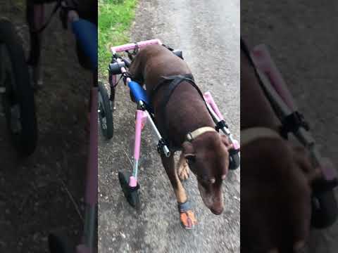 Dog wheelchair review - Walkin' Wheels Front wheel attachment
